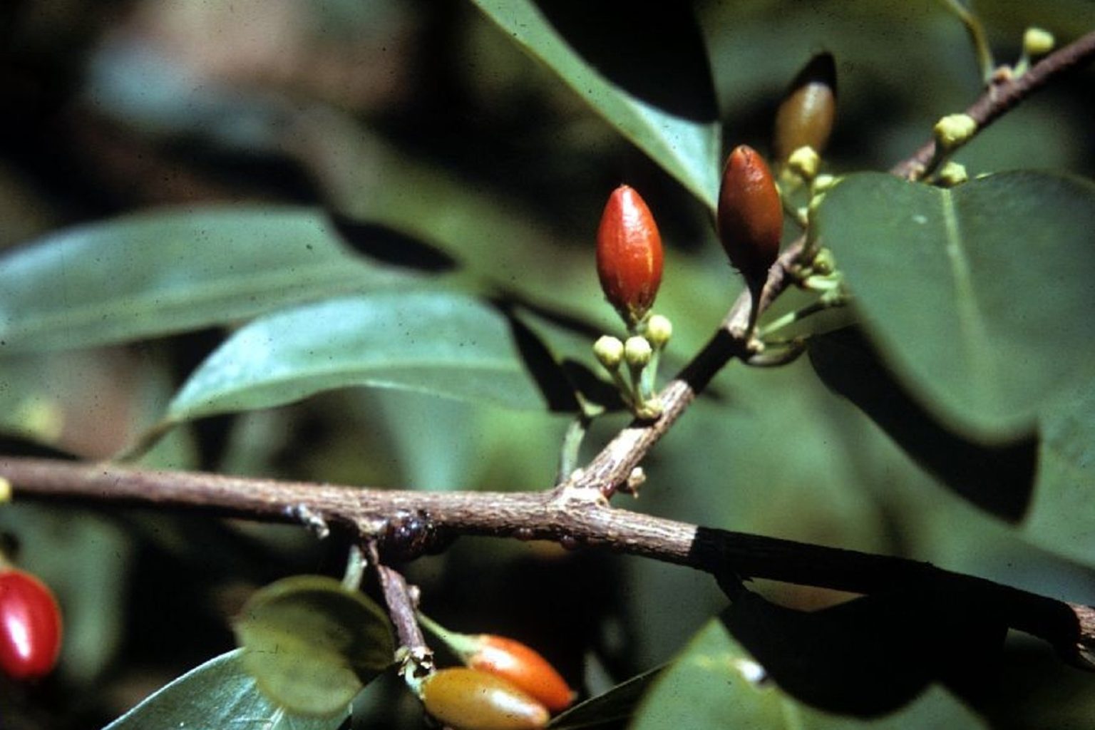 Medicinal and Alternative Uses of Coca – Erythroxylum